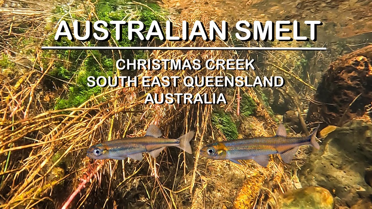 Species Profile Australian Smelt - YouTube
