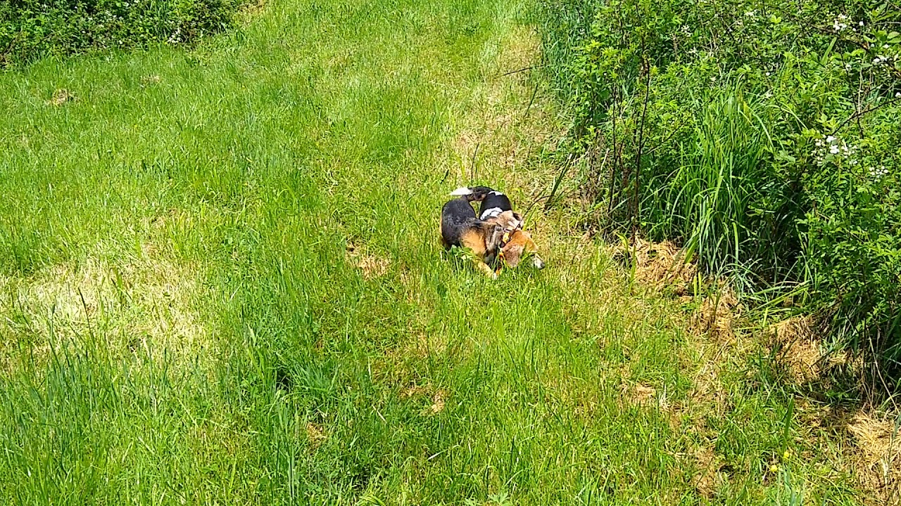 Beagles Running a Rabbit June 2, 2019 - YouTube