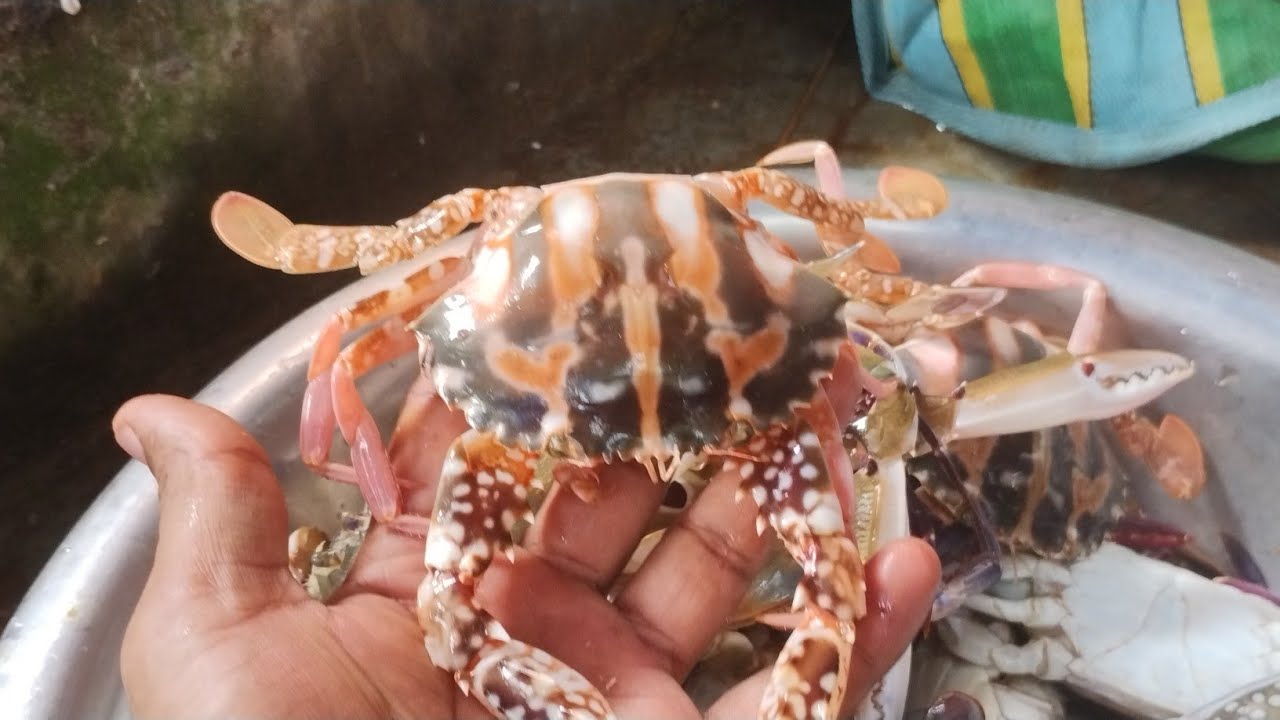 CRAB 🦀 MASALA fry KEKDA MASALA fry recipe by sauth indian 🦀🦀🦀🦀🦀 - YouTube