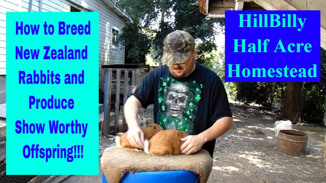 Rabbit Breeding - How to Breed New Zealand Rabbits to Produce ...