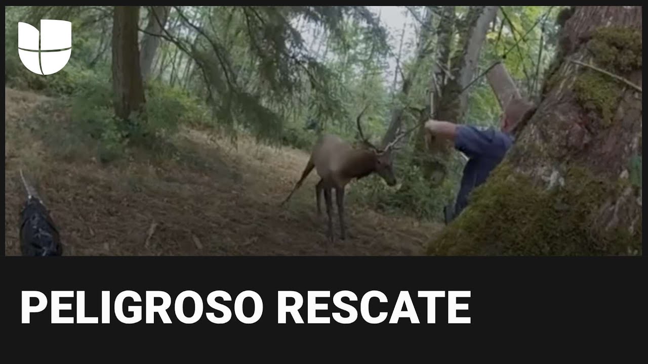 El arriesgado rescate de un alce atorado en las cuerdas de un columpio ...
