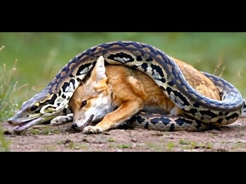 Fox Trapped by a Python - YouTube