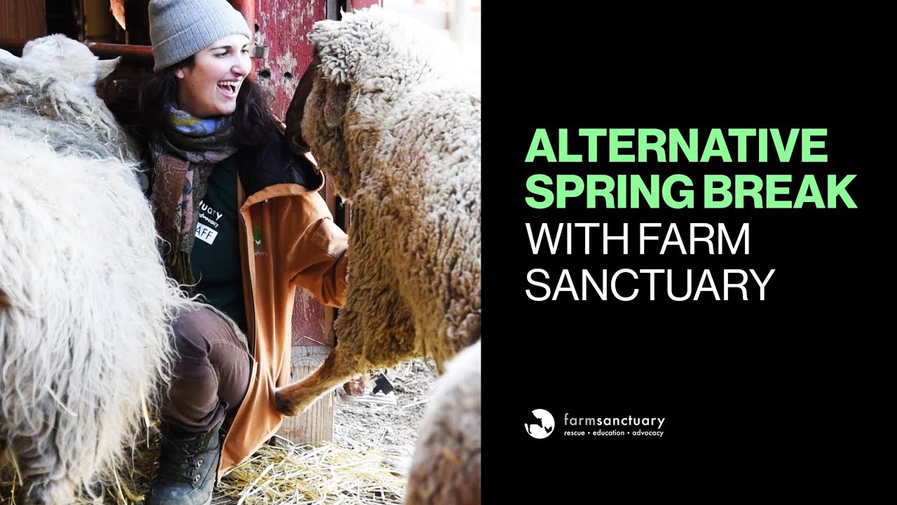 Alternative Spring Break with Farm Sanctuary - YouTube