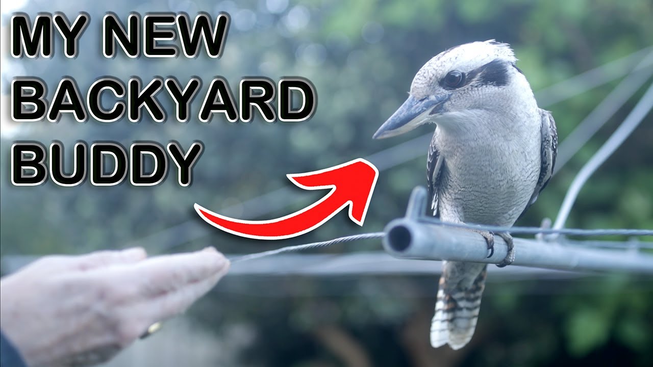 Feeding my Kookaburra Friend Wombaroo (Insectivore Rearing Mix) - YouTube