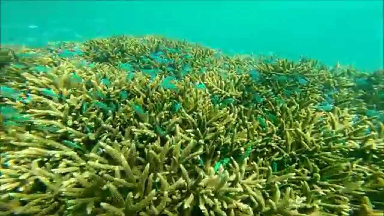 Aquaholics - Spearfishing The Great Barrier Reef - YouTube