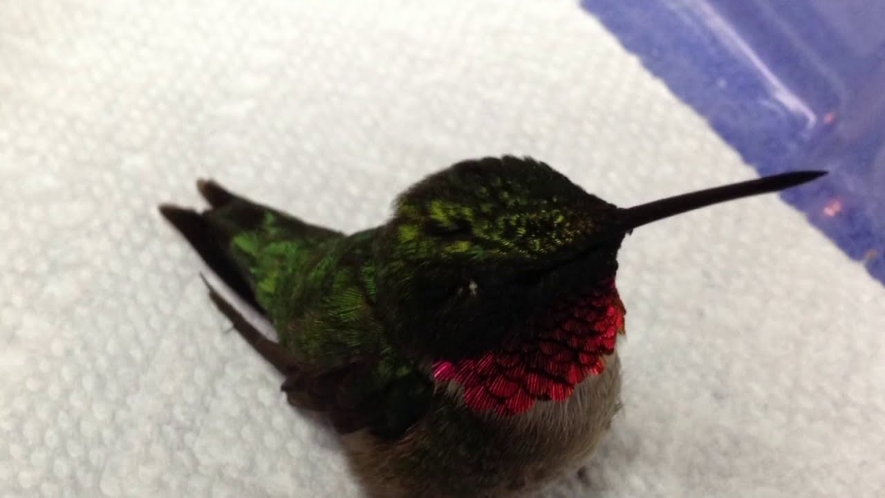 First Hummingbirds spotted in Southwest Virginia as they migrate for ...