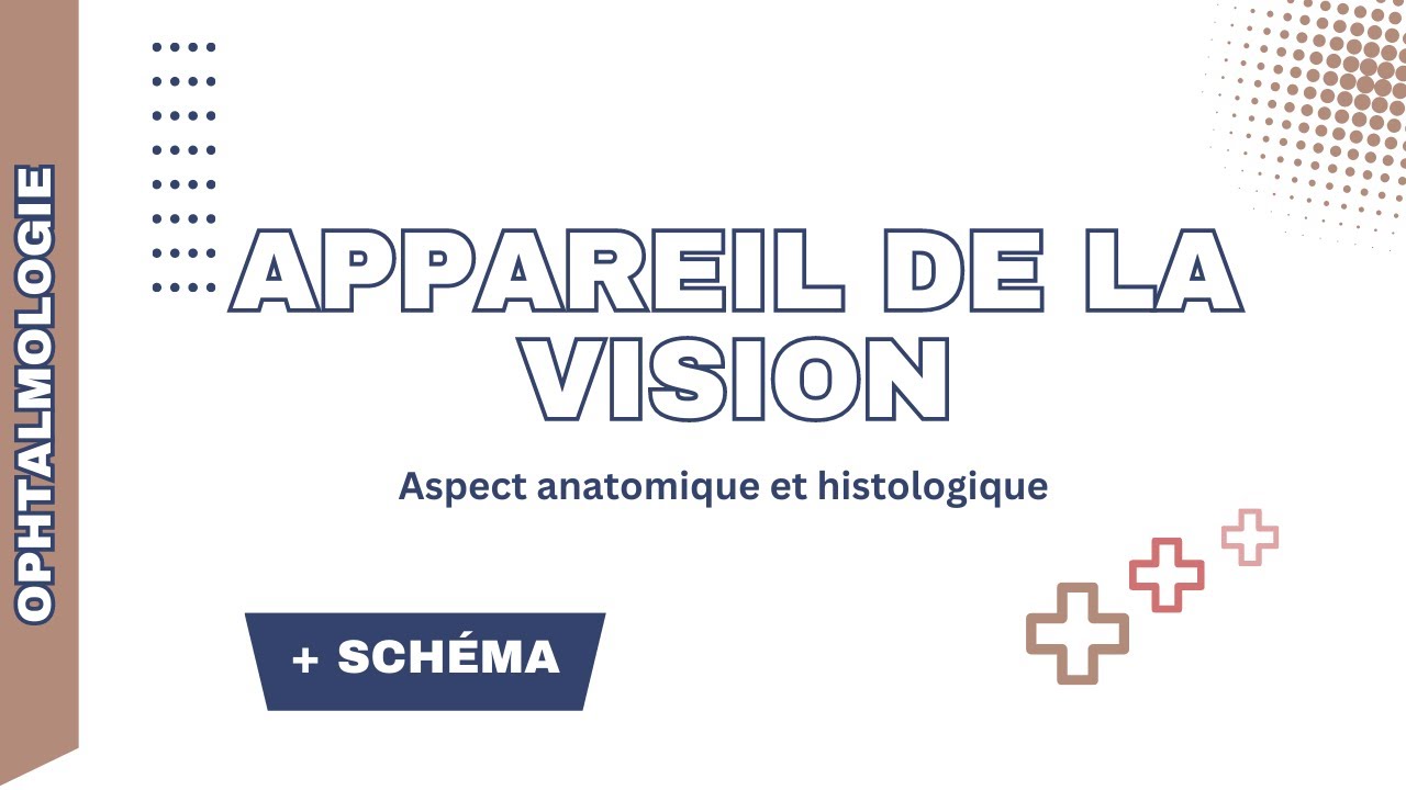 Appareil de vision / Sclère, cornée, choroïde, corps ciliaire, iris ...