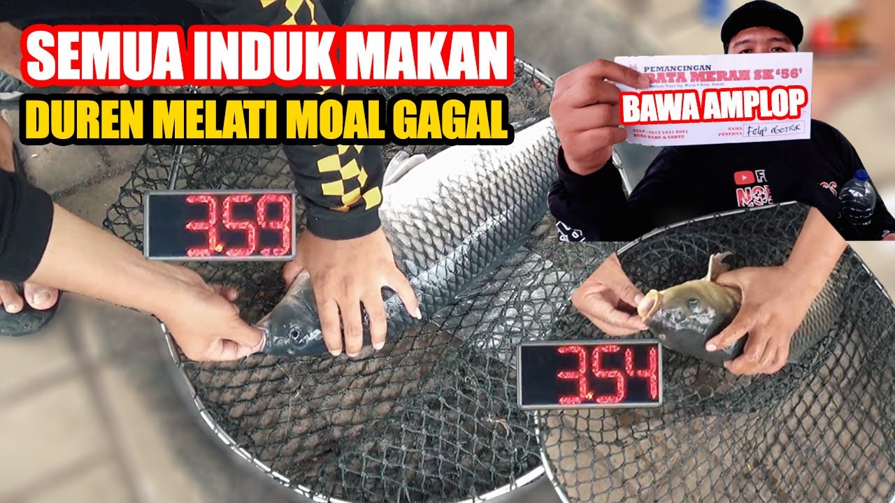 TESTER ESSEN LAGI BAWA PULANG AMPLOP‼️ STRIKE BABON 2 EKOR TOTAL 7 KG ...