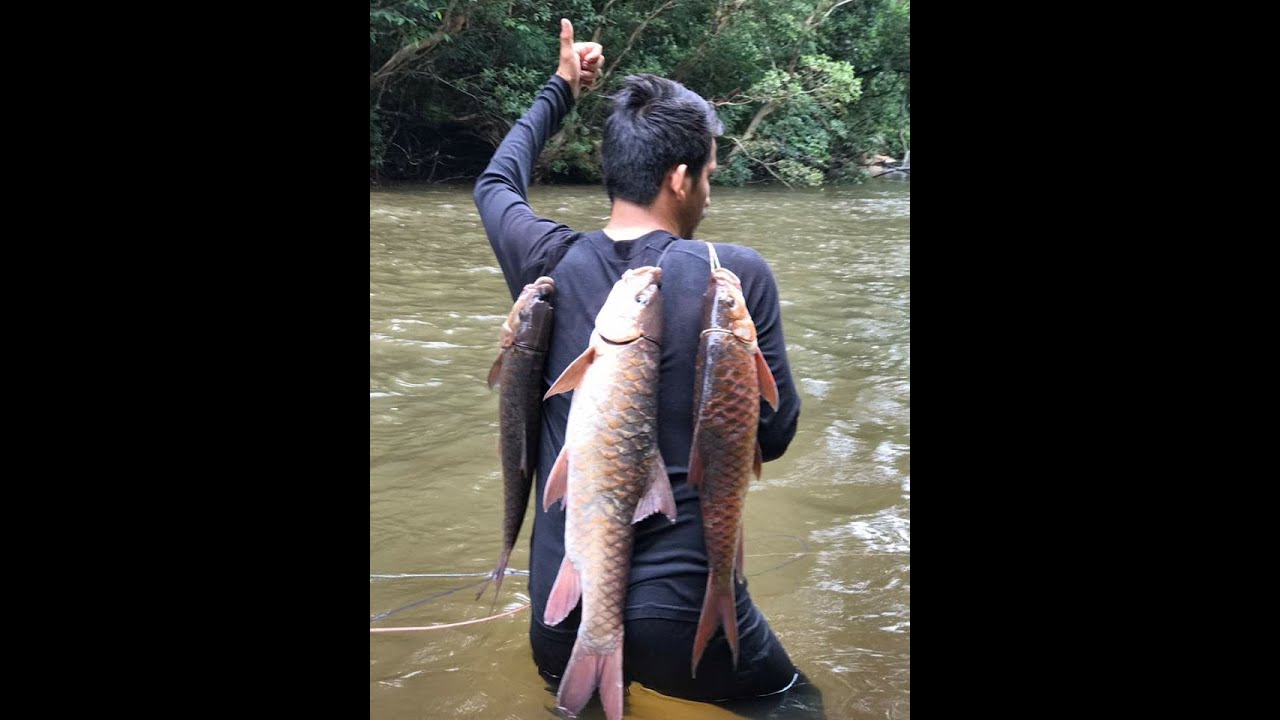 blue mahseer (kelah biru malaysia) - YouTube