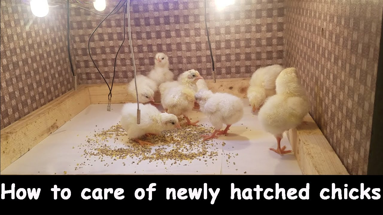 Caring tips of newly hatch chicks || new born baby of chicks - YouTube