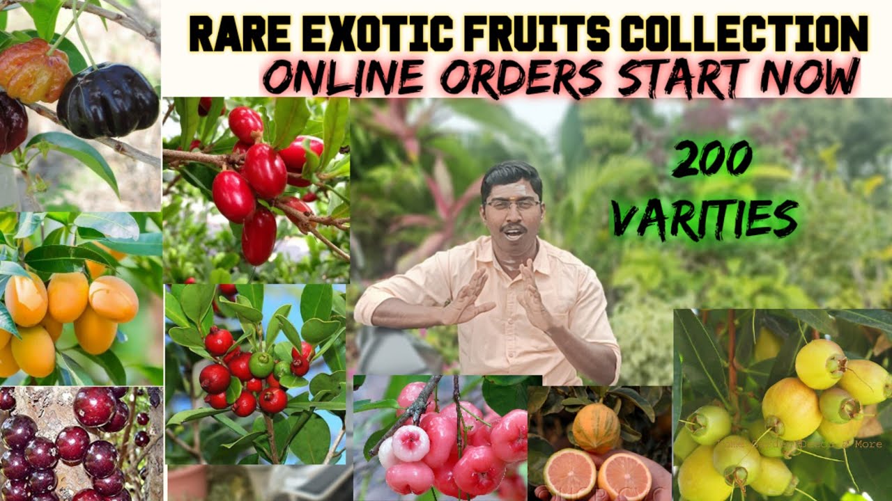 Exotic new rare fruits collection part-1 /Fruits collection best plants ...