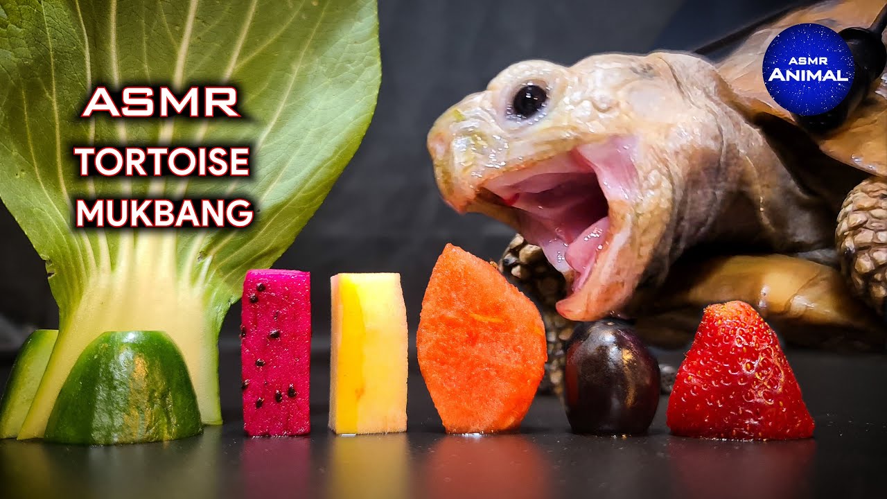 Relaxing ASMR Mukbang Eating Food 🐢 Turtle Tortoise 146 - YouTube