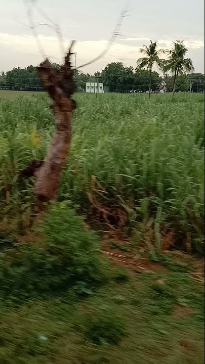 chick buck rail2 - YouTube