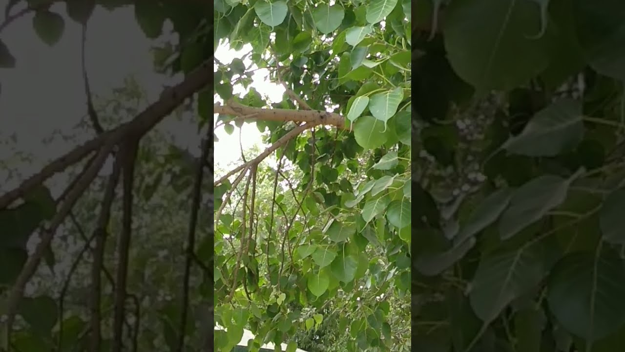 Hariyal bird set free - YouTube