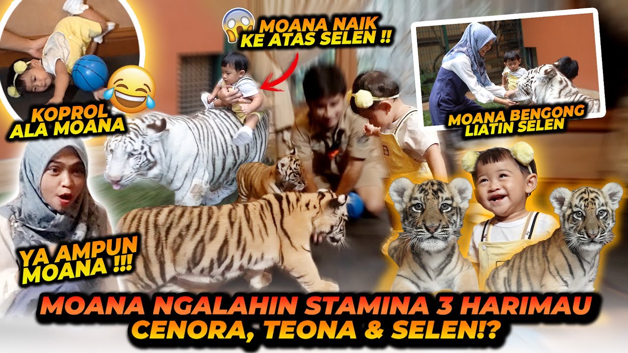 RIA RICIS DAN MOANA HAPPY MAEN BARENG TIGER ! MOANA SAMPE KOPROL ...