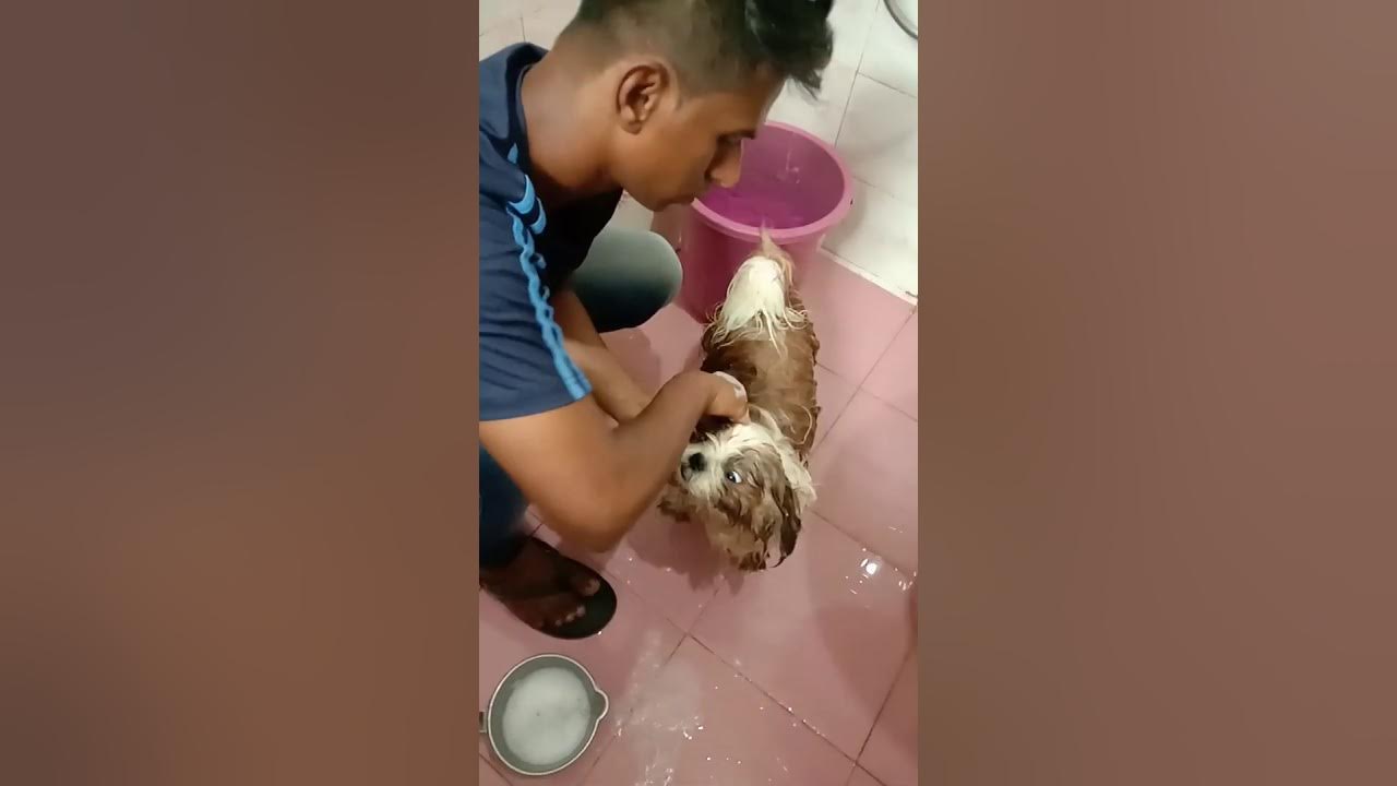 Rupesh s Pet Grooming Mumbai India World YouTube rupesh-s-pet-grooming-mumbai-india-world-youtube