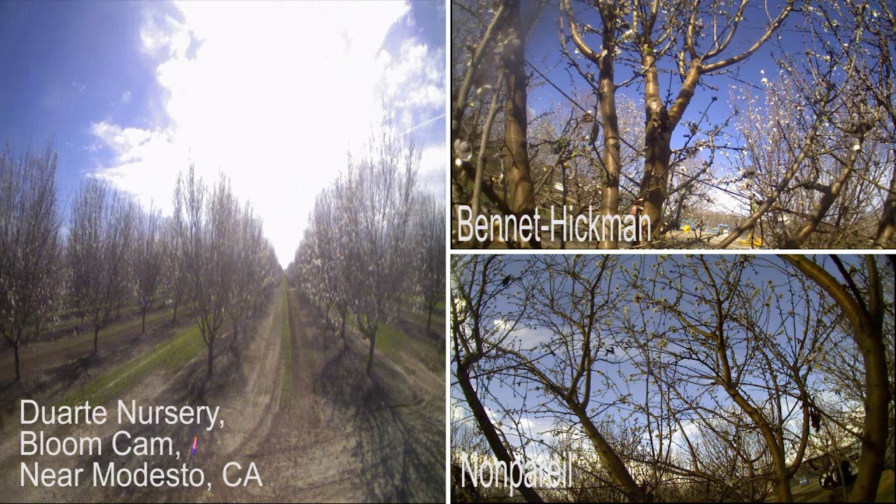 Bloom Cam 2/13/2018 - YouTube