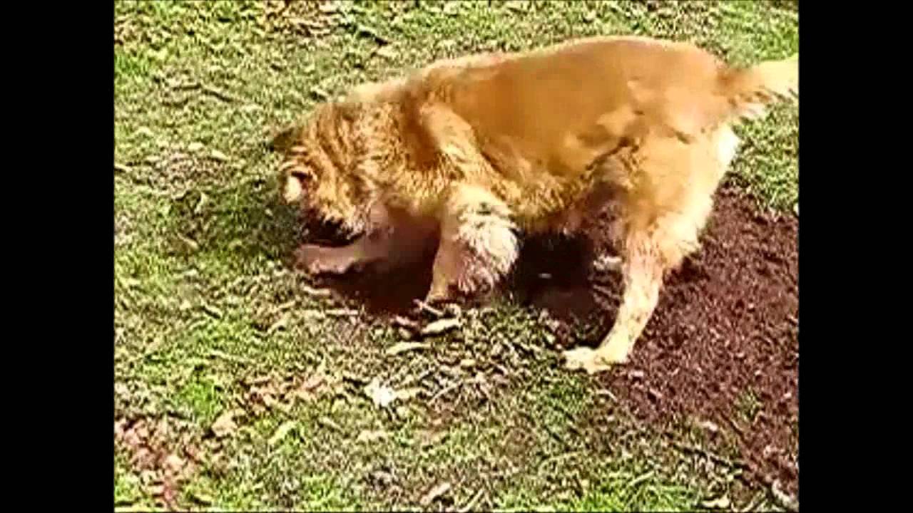Train Your Unruly Dogs - YouTube