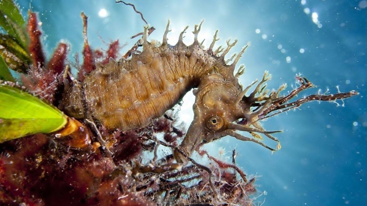Five Facts About Seahorses | is the slowest fish in the world... | The ...
