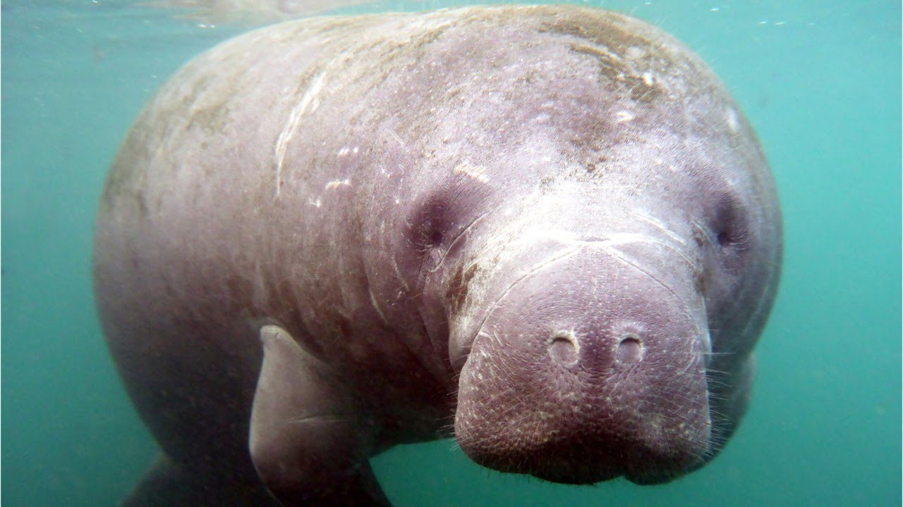 Manatee Found With 'TRUMP' Literally Carved Into Its Back - YouTube