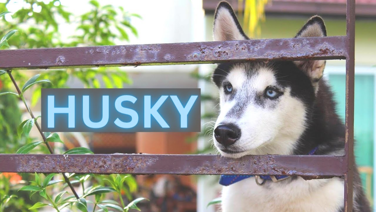 WOOF WOOF Husky Dogs BARKING - YouTube