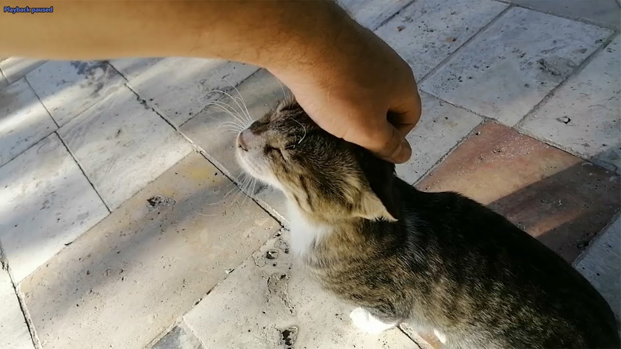 When you enter the cat area, cats compete to jump on your lap - YouTube