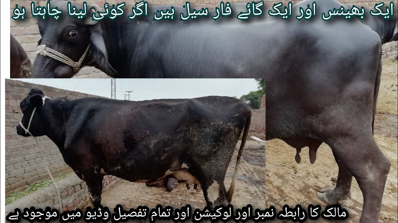 Neli ravi buffelow/wality cow/for sale avaliable at home location and ...