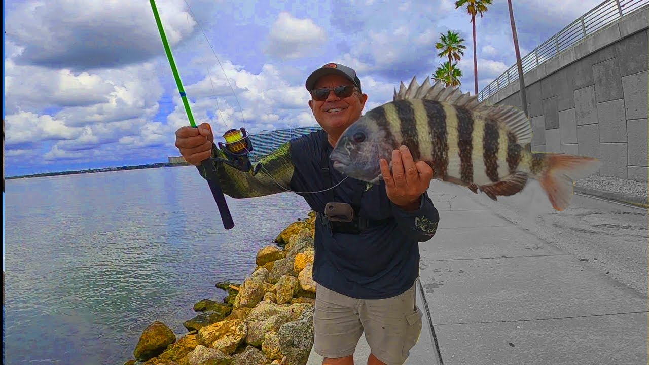 Sight Casting ABSOLUTE GIANT Sheepshead (Catch and Cook) Florida ...