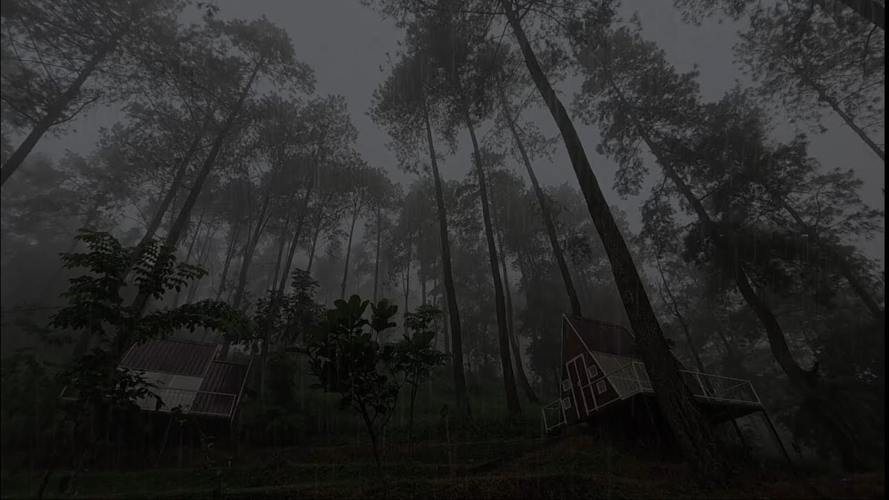 Rain Sounds for Sleeping: Gentle Rain in Pine Woods with Thunderstorm ...