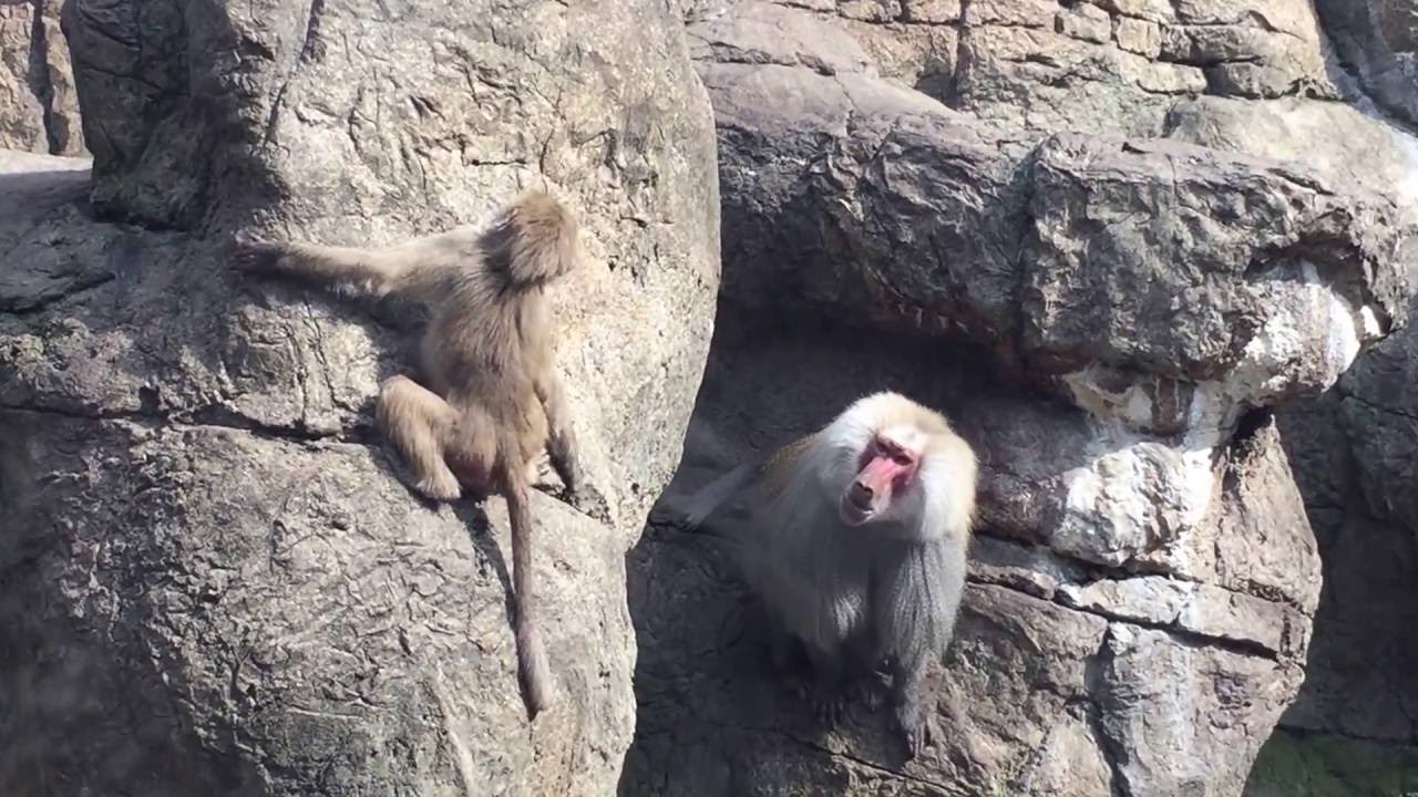 Baboons Fighting - Male Baboon vs Female Baboon - YouTube