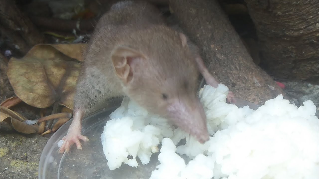छछूंदर (Shrew ) eating food खाना खाती हुई - YouTube