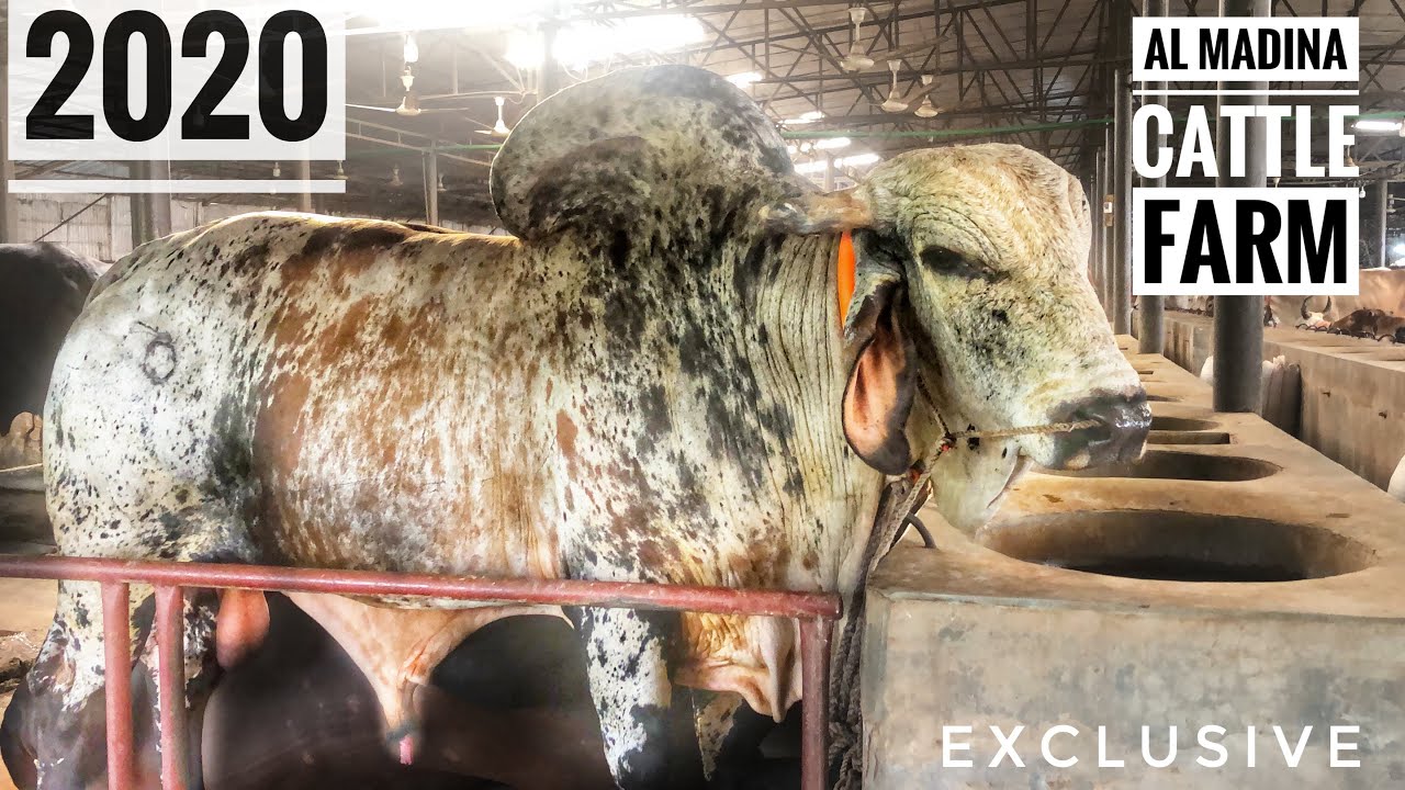 Al Madina Cattle Farm Exclusive 2020 Collection |Full HD| Dairy Sun ...