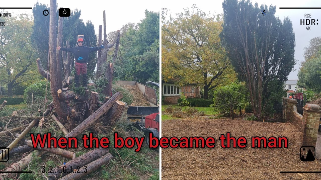 MASSIVE pine takedown and alfie does alot of the felling #arborist # ...