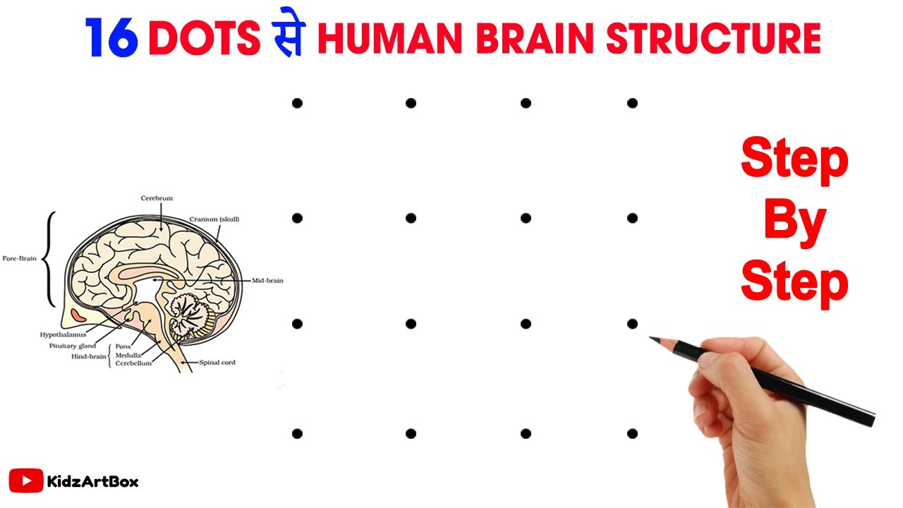 16 Dots की मदद से Human Brain Diagram | Human Brain Diagram Class 10 ...