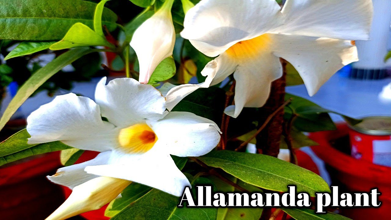 Allamanda plant care llAllamanda perennial Best flowering plant ...