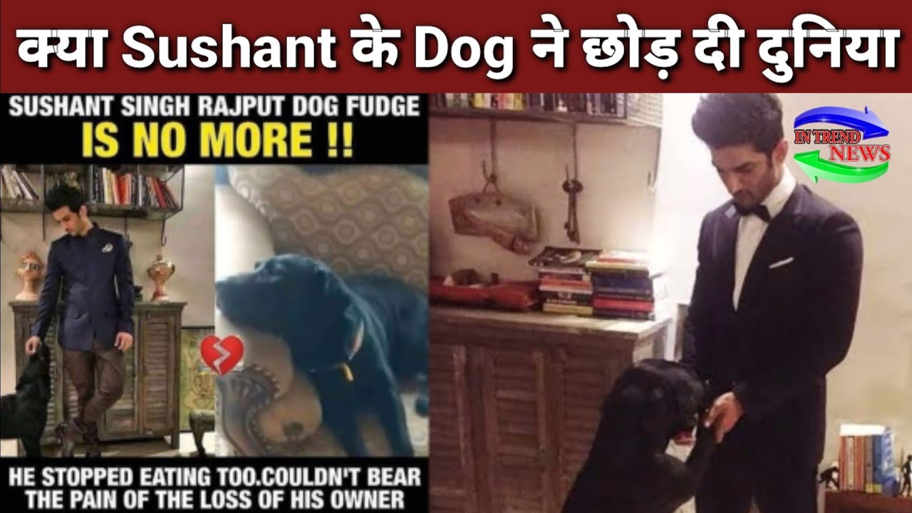 Sushant Singh Rajput Dog is Alive, Fake News Goes Viral all Over the ...