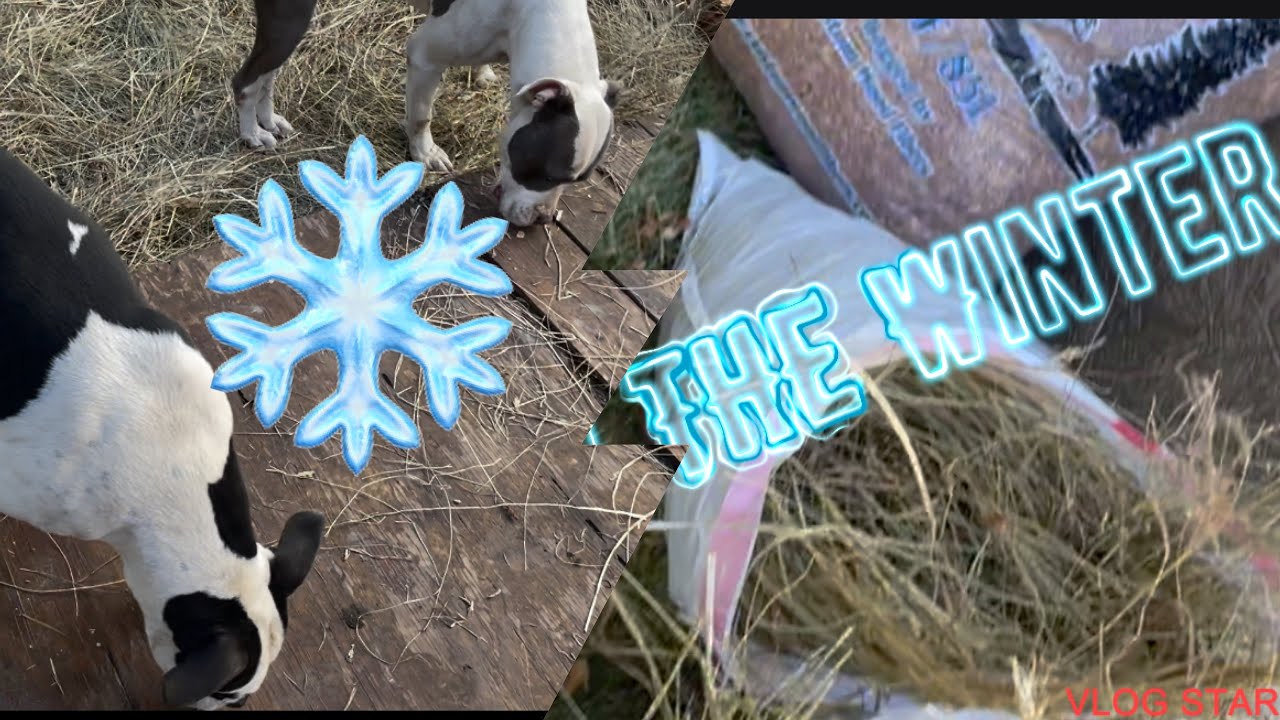 How To Get Your Outdoor American Bullies Ready For Winter!? (XL Bully ...