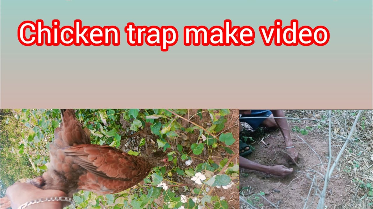 chicken trap make video with net from wood easy wild chicken trap - YouTube