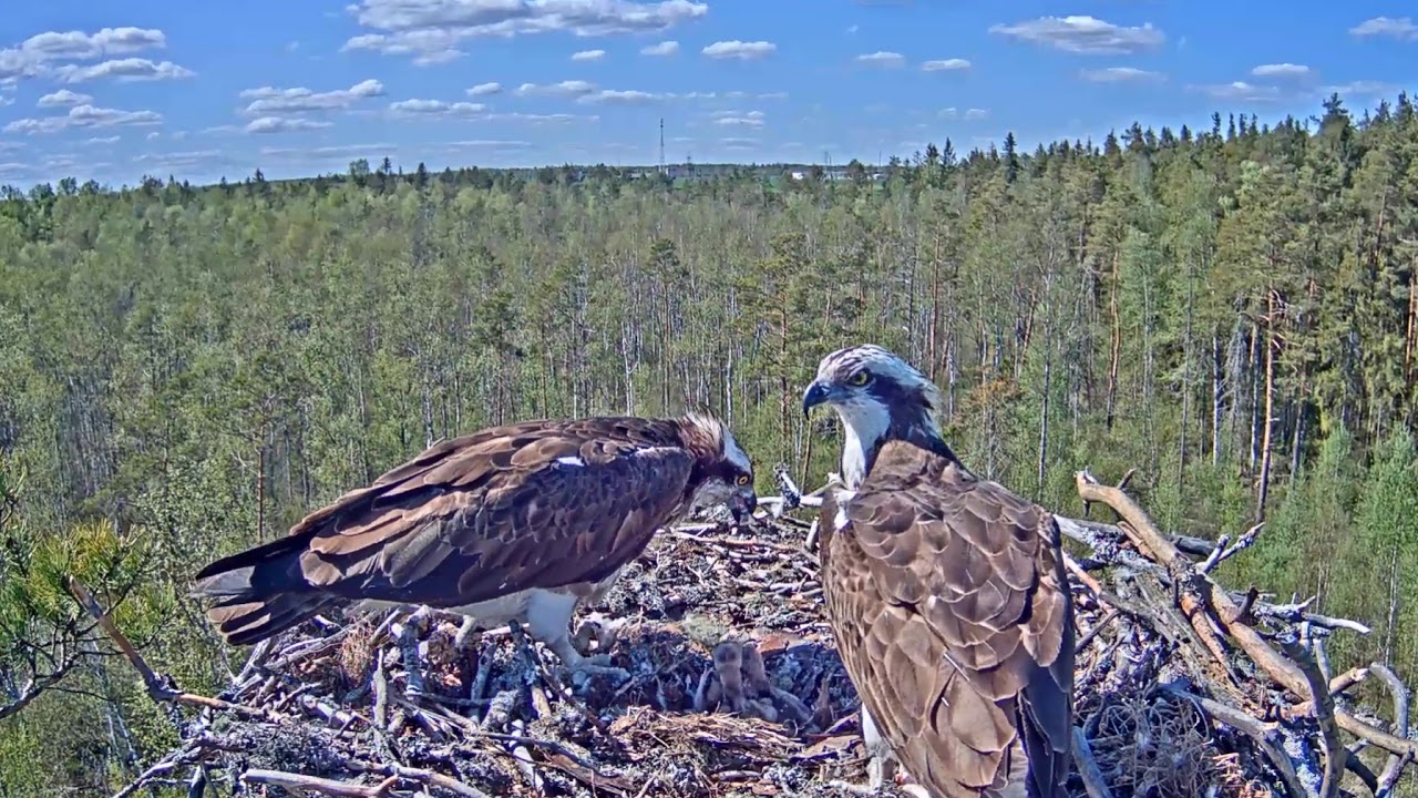 ~ Kalakotkas::Pandion haliaetus - Estonia - Rybołowy - KARMIENIE ...