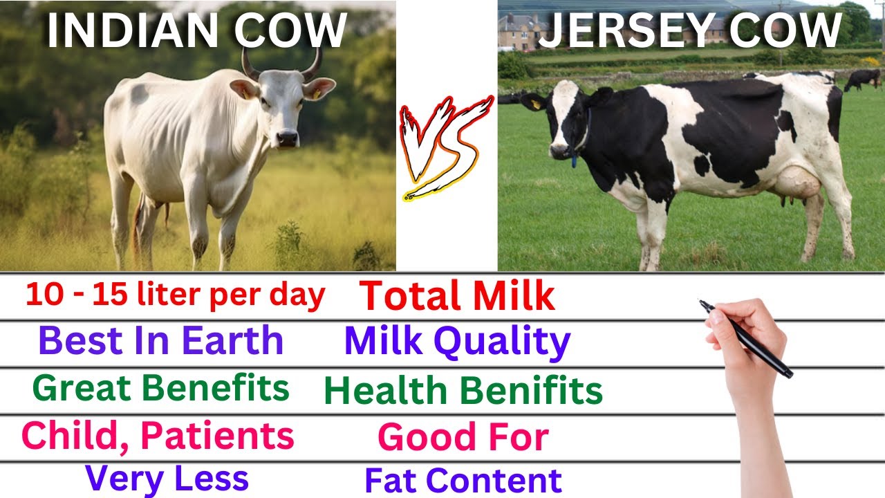 Comparison: Indian Cow Breed Vs Jersey Cow | Health Benefits, Milk ...