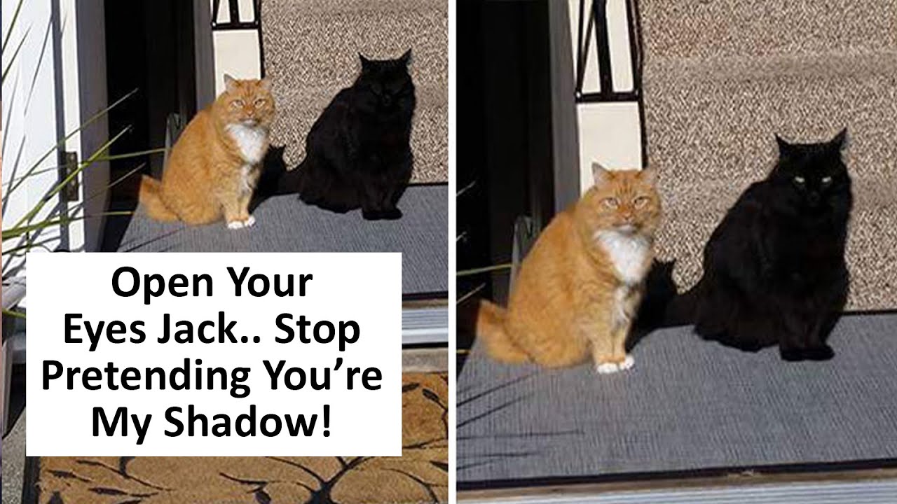 Funny Posts And Memes About Cats You May Wish You Could Tag Your Cat In ...