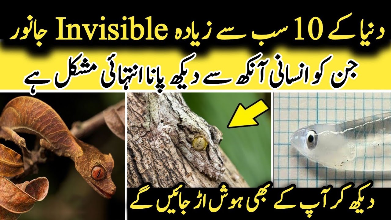 Top 10 Invisible Animals in the World 😱 l Buff-Tip Moth l Oak Leaf ...