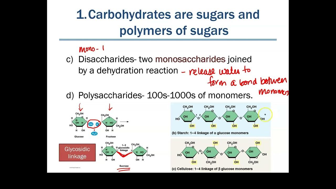 Bio 101 Chapter 3 Part 2 Carbs and Lipids - YouTube
