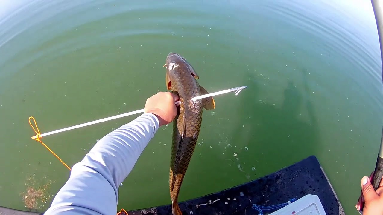 FEATHER-RAFT ® | 5 POUND TROUT | BOWFISHING - YouTube