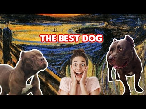 Pit Bull Evolution #lekthebestkennel - YouTube
