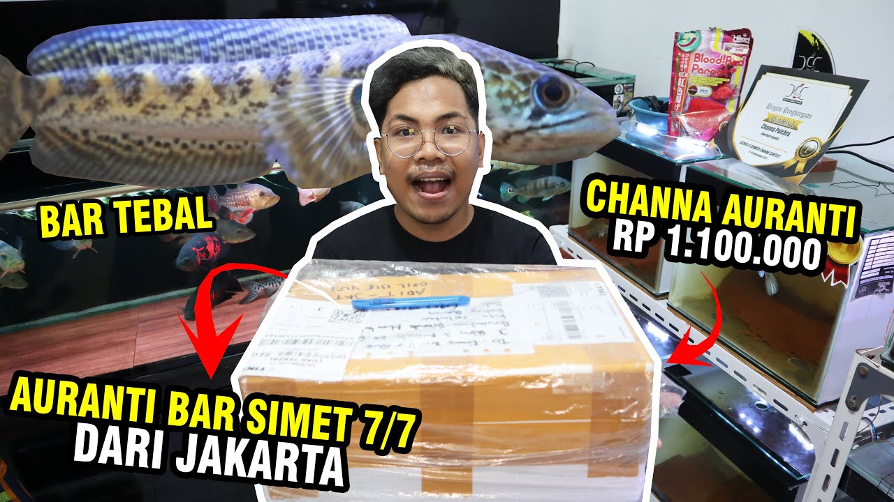 UNBOXING CHANNA AURANTI BAR SIMET KIRI KANAN, BAR TEBAL DARI JAKARTA ...