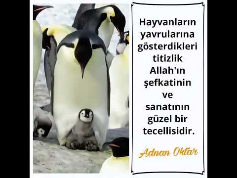 Sevimli Yavru Penguen