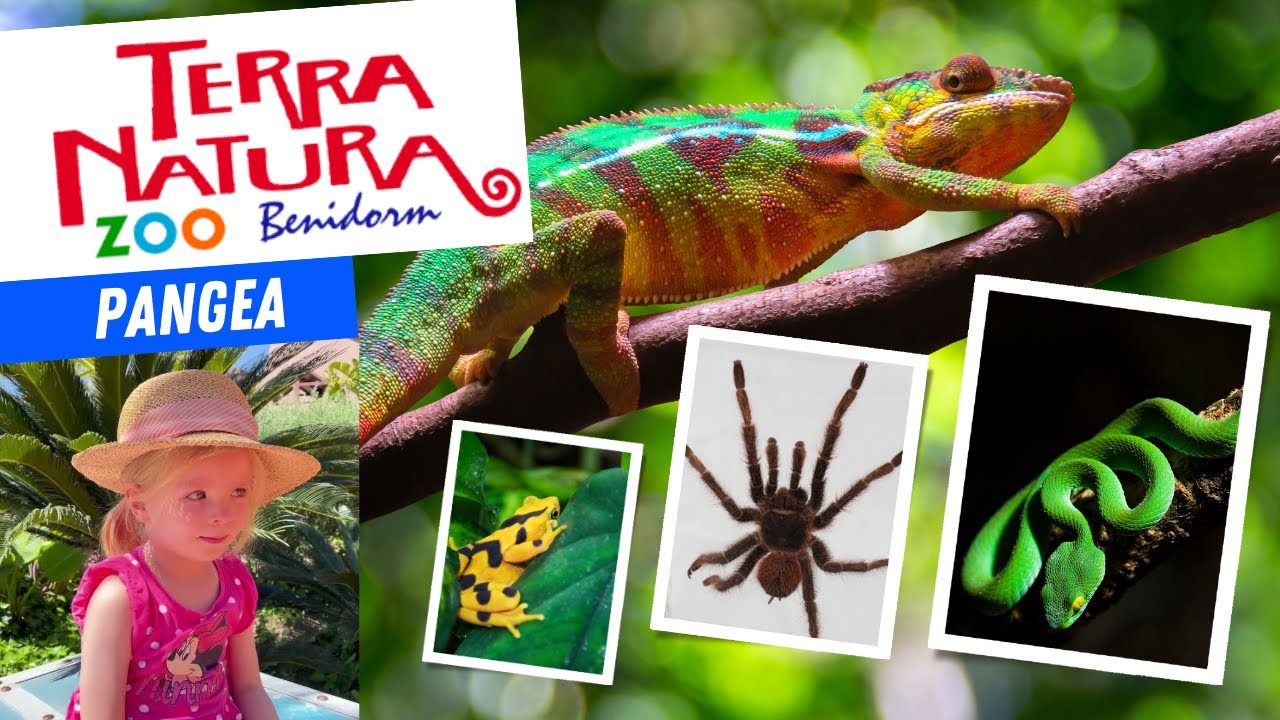 Terra Natura ZOO Benidorm 2023 | Pangea | Snakes Lizards Spiders ...