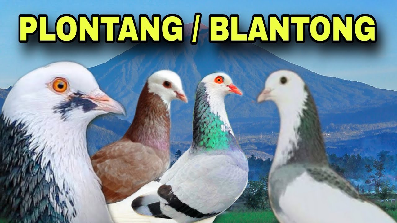 WAJIB TAU INI DIA KELEBIHAN MERPATI PLONTANG / BLANTONG - YouTube