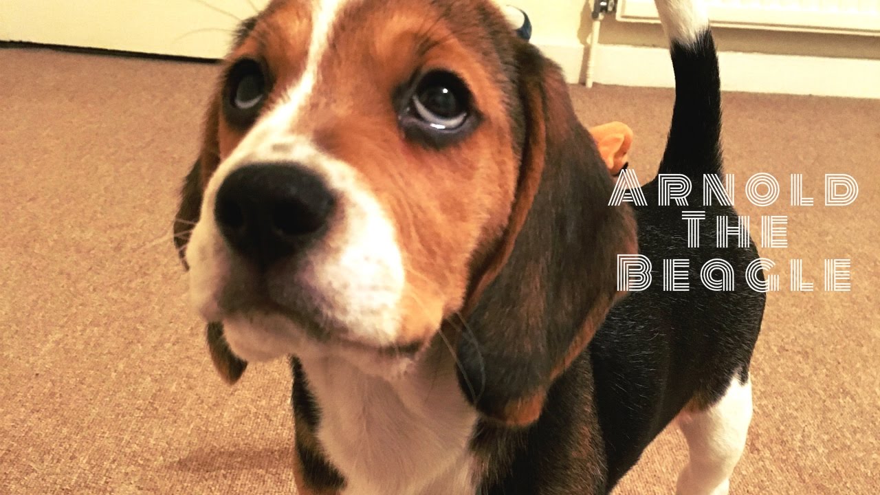 Beagle Puppy vs Duck #2 | Arnold The Beagle - YouTube